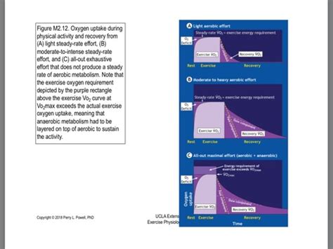 NASM PT Module Flashcards Quizlet