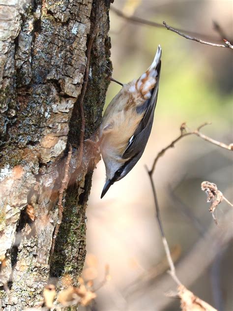 続秋のお山の鳥たち くるみんの長しっぽ