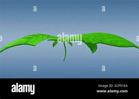 3d Animation Of Plant Mesophyll Tissue Illustrating Its Structure And