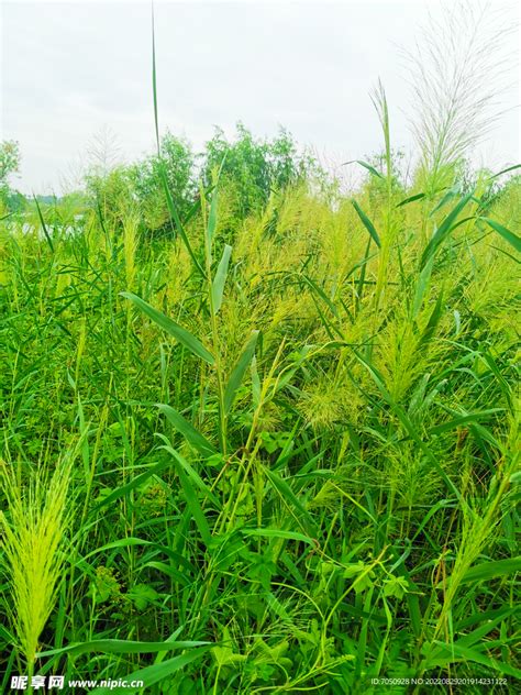 糠稷摄影图 花草 生物世界 摄影图库 昵图网