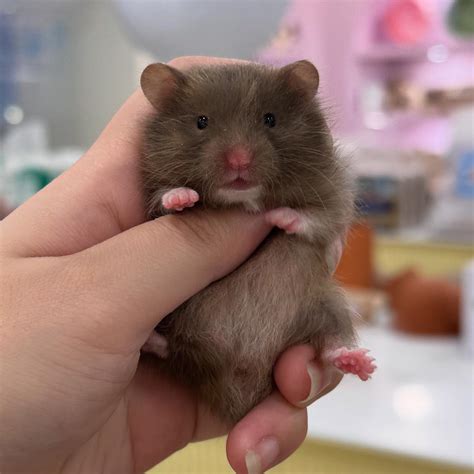 햄스터분양 달빛햄스터리 11월 23일 아가들 털 뽀용뽀용 올라왔어요😌 다들 손 잘 타구 이쁘니들이에요 초코 톨토이쉘 타 샵 예약😝 블랙 솔리드 남아 7만원 초코