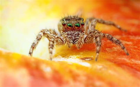 Scary Scariest Spider