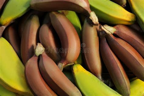 Different Types Of Bananas As Background Top View Stock Photo Image Of Group Fresh