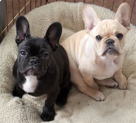 Tahoma Frenchies Cute French Bulldog King Charles Cavalier Spaniel