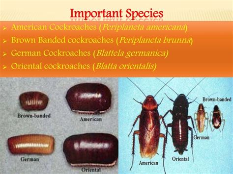History Features And Effects Of Cockroach On Human Beings Ppt