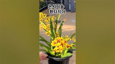 헬로우가든마켓 온시디움 환타지아 Youtube