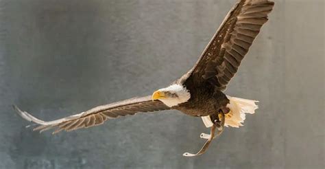 Winters Mighty Hunters Do Eagles Hibernate In The Winter The Worlds Rarest Birds