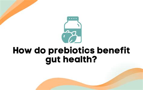 How Do Prebiotics Benefit Gut Health Layer Origin Nutrition
