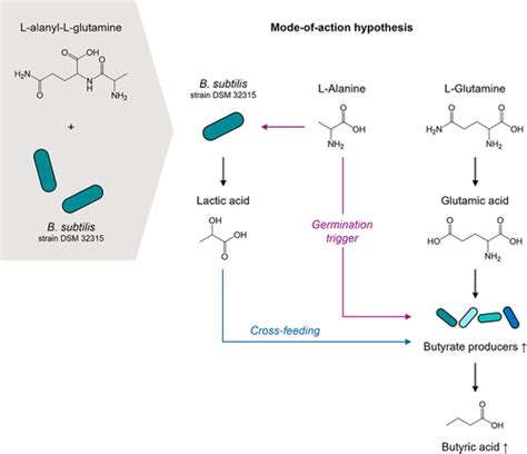 Full Article Exploring Substratemicrobe Interactions A Metabiotic
