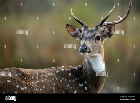 Spotted Deer Axis Axis Aka Chital Axis Deer Jim Corbett National