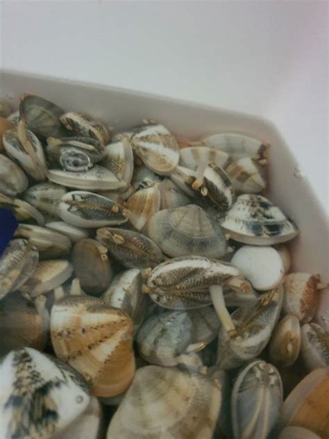 강릉 주문진 조개잡는 곳 조개 캐기 준비물 해감하는방법 조개보관방법 조개 요리 네이버 블로그