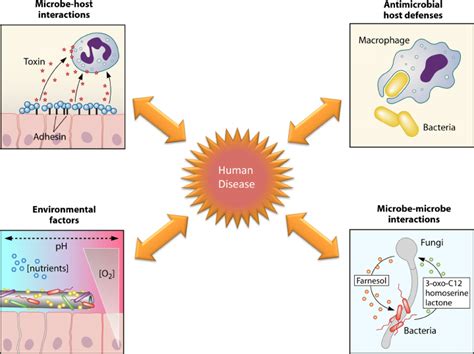 Schematic Showing The Interdependent Relationships Required For