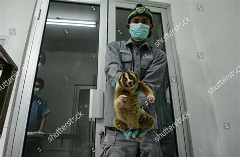 Officer Carries Javan Slow Loris Before Editorial Stock Photo Stock Image Shutterstock
