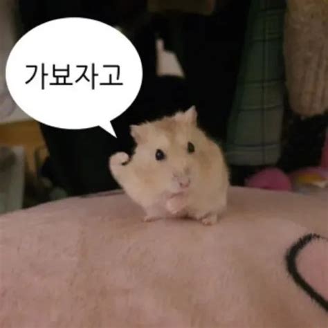 햄스터 말풍선 짤 방출 스압