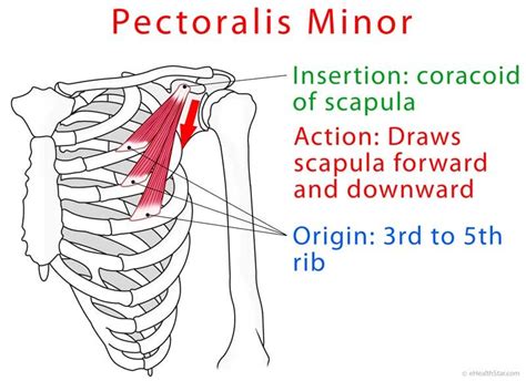 Pectoralis Major Origin And Insertion Pectoralis Major Origin