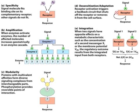 Signal Transduction Flashcards Quizlet