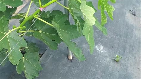 [강추]무화과 묘목에 열매가 올해 묘목 사실분은 꼭 보세요[승정도후ㅡ홍무화과 바나네ㅡ청무화과] Youtube