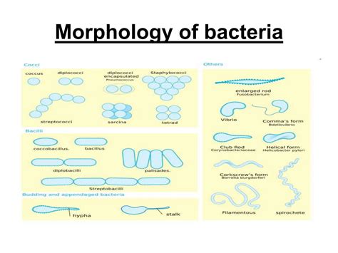 Classification Of Bacteria Explained Authentic Ppt