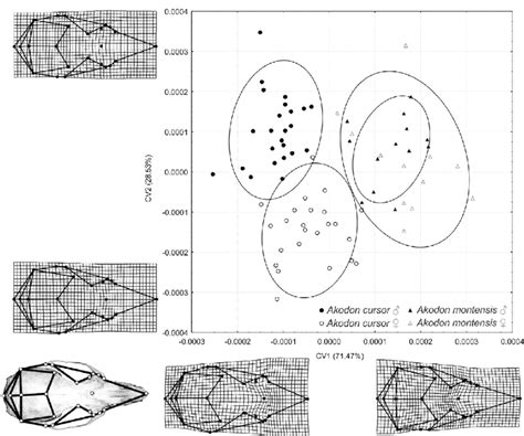 Canonical Variates Cv Analysis Of Shape Variables Partial Warps