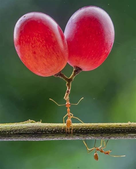 Tiny Weightlifter Rpics