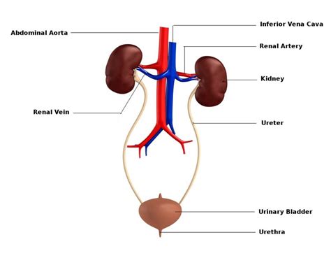 Parts Of Urinary System