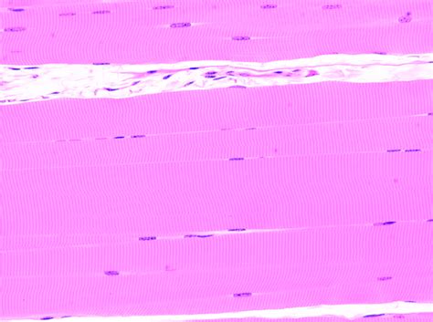Labex 5 Longitudinal Muscle Fiber Histology Diagram Quizlet