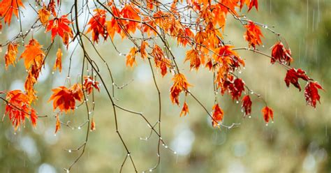 토요일19일 전국 흐리고 가을비아침 10℃ 내외로 기온 ‘뚝