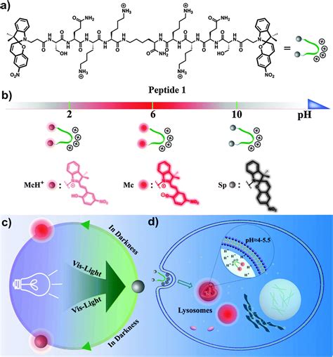 A Switchable Peptide Sensor For Real Time Lysosomal Tracking Chemical