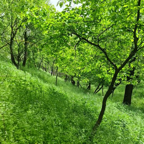 Premium Photo A Forest With Trees And Grass And A Sky Background