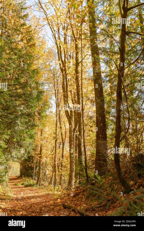 Tree Lined Path In Woods Stock Photo Alamy