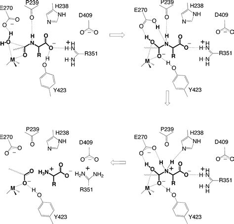 Crystal Structure Of A Novel Carboxypeptidase From The