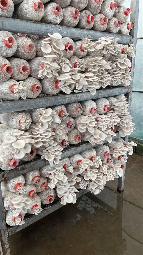 Jks សាលាភាសាកូរ៉េ Jks សាលាភាសាកូរ៉េ ចន់ ជូ 전주 한국어 학원