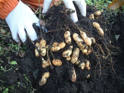How To Grow Peanuts The Garden Of Eaden