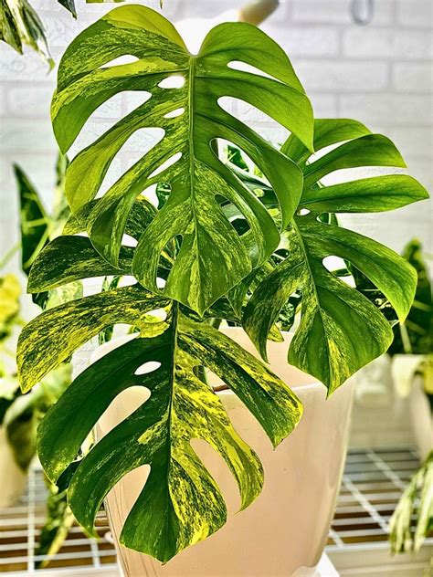 Everything You Want To Know About Monstera Aurea Houseplants