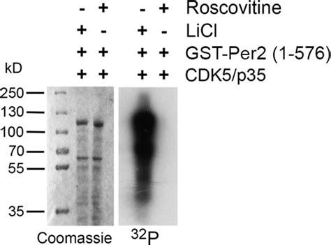 Figures And Data In Cyclin Dependent Kinase 5 Cdk5 Regulates The Circadian Clock Elife