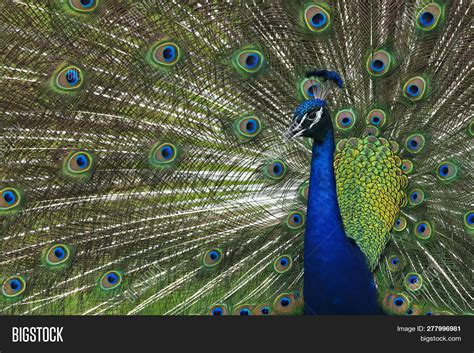 Peacock Struts His Image And Photo Free Trial Bigstock