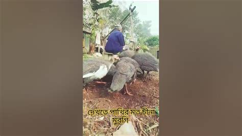 China Murgi চীনা মুরগি ভাইরাল ভিডিও Youtube