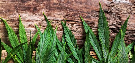 Substance Misuse Sample Post Four Cini