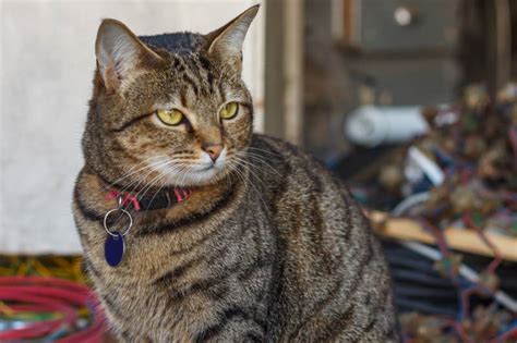 What Is The State Cat Of Massachusetts History And Significance Hepper