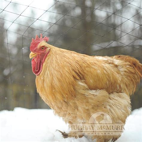 Murray Mcmurray Hatchery Buff Cochins