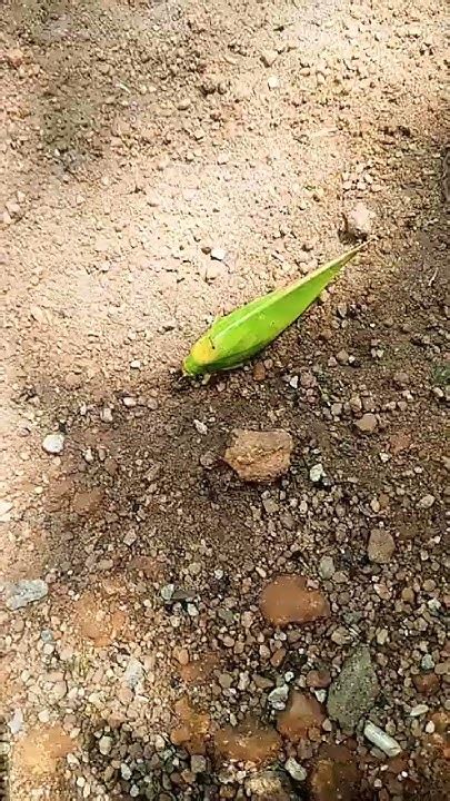 වඳවී යන සතෙක් වන පේර කොලයා Youtube