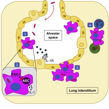 Alveolar Macrophages Provide An Early Mycobacterium Tuberculosis Niche
