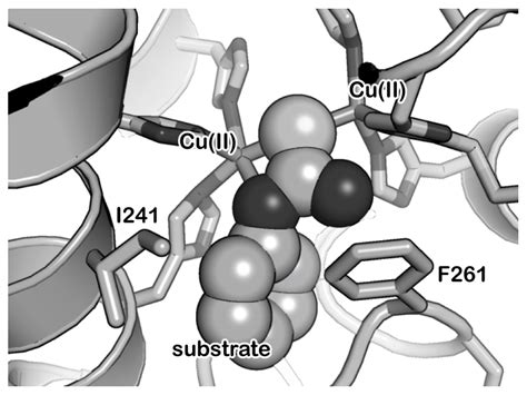 Solved Catechol Oxidase Is A Plant Enzyme That Uses Two