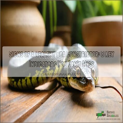 boa constrictor vs python 10 key differences you need to know 2024