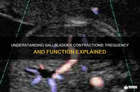 Understanding Gallbladder Contractions Frequency And Function