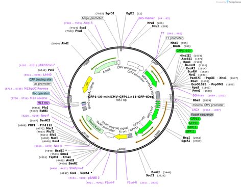 Addgene Gfp1 10 Minicmv Gfp11×11 Gfp Tdeg
