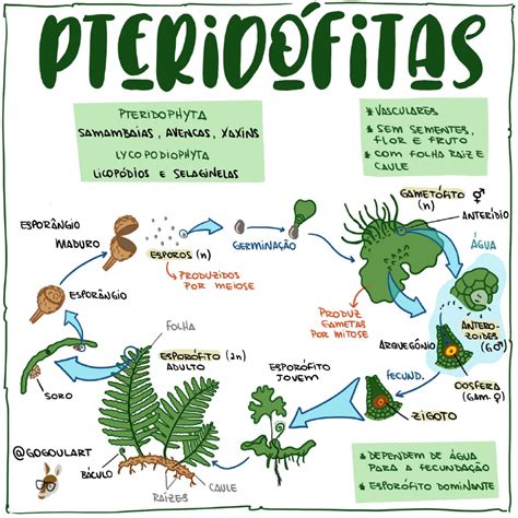 Pteridofitas Equisetum