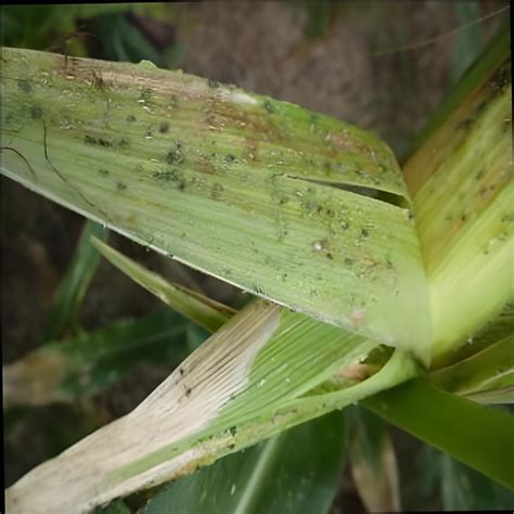 Equal Divide Esrgan Corn Object Detection Dataset And Pre Trained Model