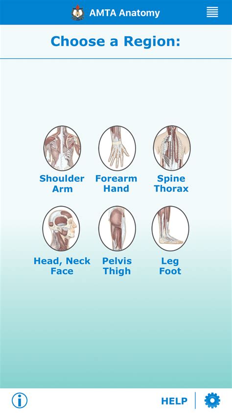 Amta Massage Anatomy Guide For Iphone Download