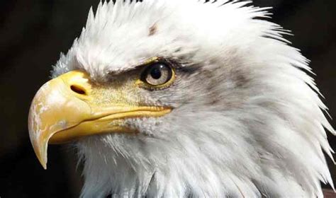 Why Birds Are The Only Dinosaurs That Didnt Go Extinct